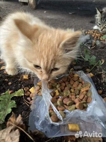 Милые рыжие котята 3х мес