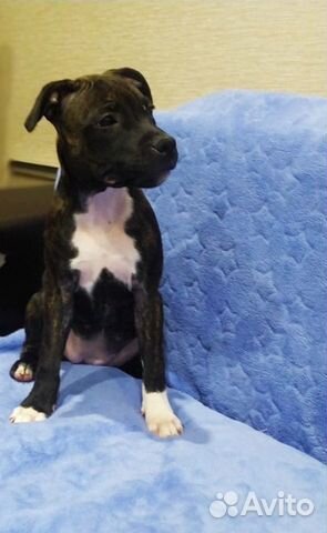 Стаффордширский терьер