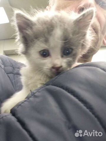 Котеночек, спасенный от гибели