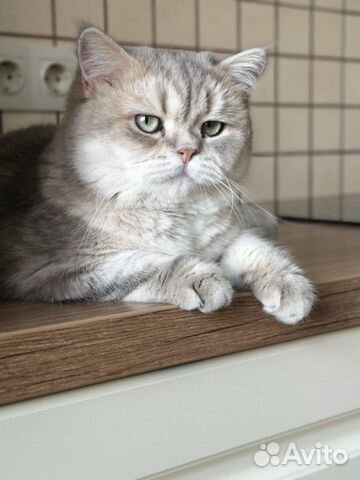 Британский кот на вязку