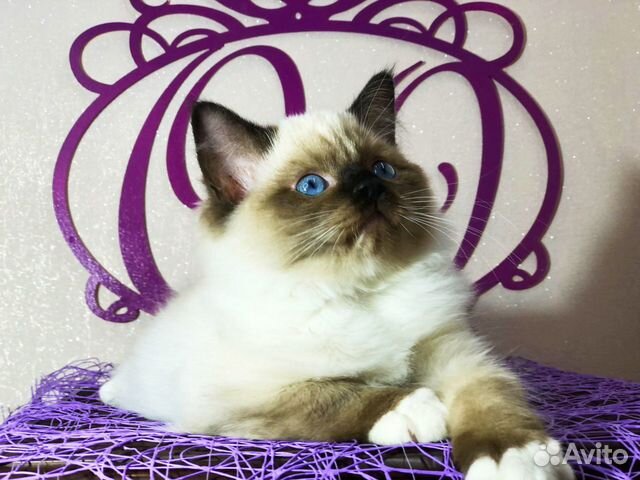 Чарли. 3 месяца. Рэгдолл с документами