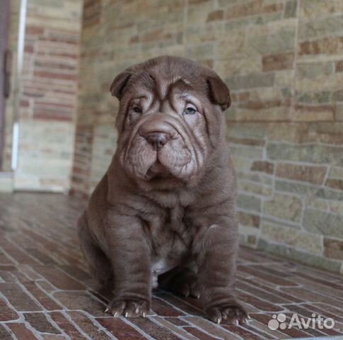 Шоколадный мальчик