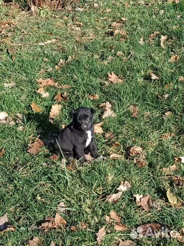 Щенок в добрые руки