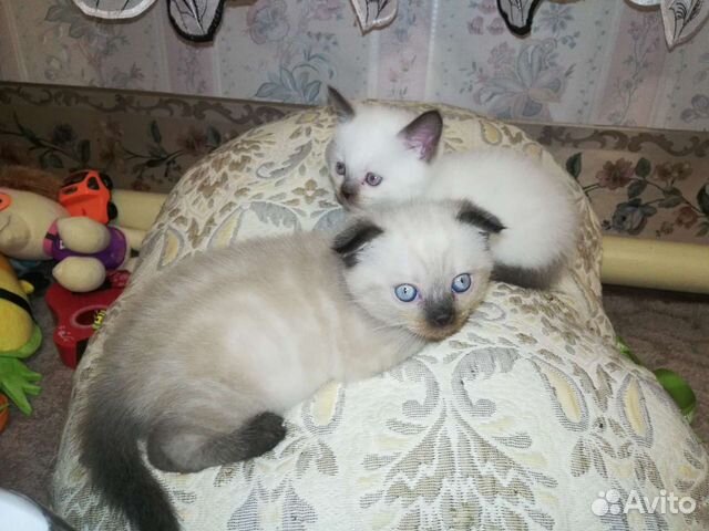 Шотландские котята