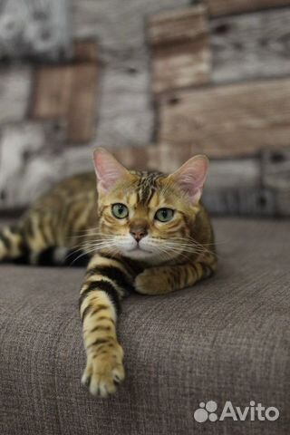 Бенгальские котята в любимцы и разведение