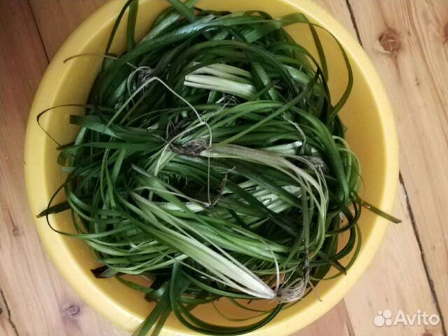Валеснерия, водоросли в аквариум