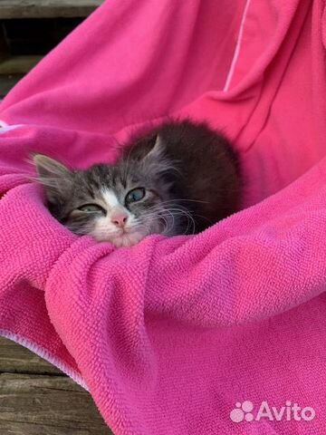 Котеночек в добрые руки, малышка ищет дом