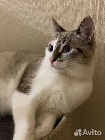 Кот Ричард