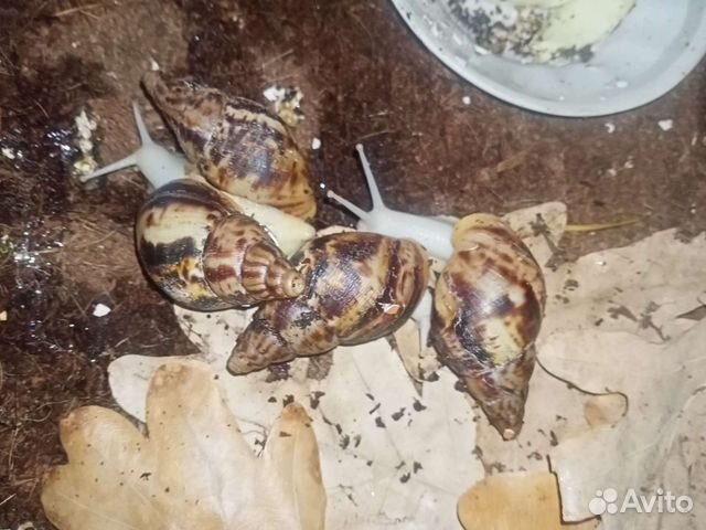 Улитки ахатины