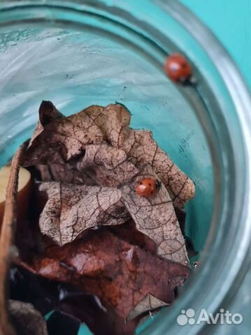 Божья коровка (Ladybug)