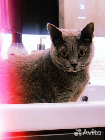 Кошка британка