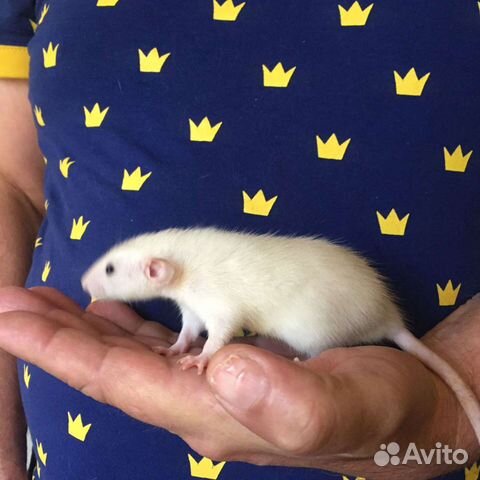 Малыши Дамбо