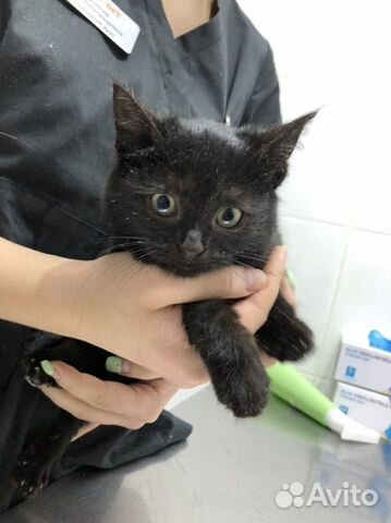 Котенок Галчонок девочка 2 месяца