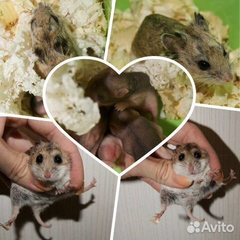 Китайский хомяк