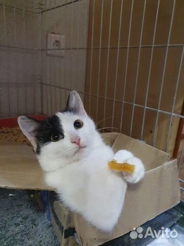 Котёнок в добрые руки