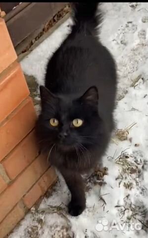 Черная кошечка красавица