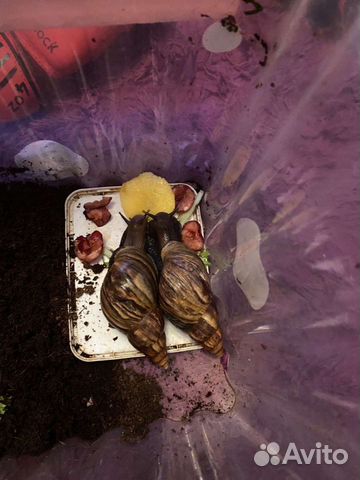 Улитки ахатины бесплатно