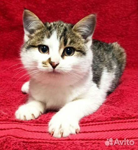 Котенок спасеныш белая булочка