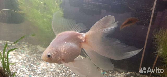 Золотая рыбка