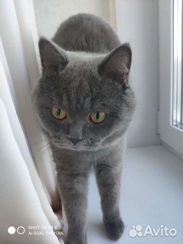 Шотландский кот