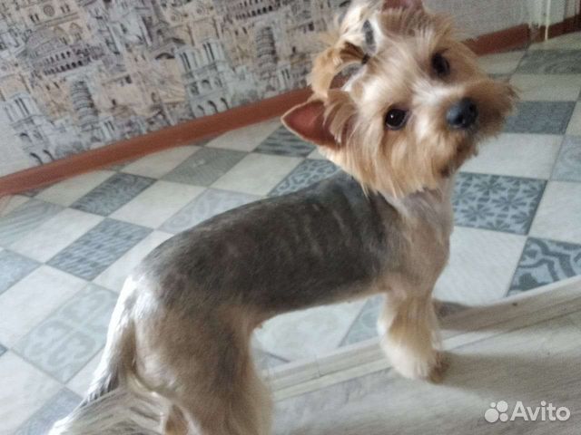 Йоркширский терьер