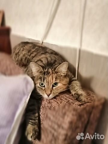 Кошка в добрые руки
