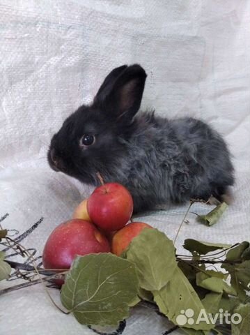Кролик ангорский декоративный