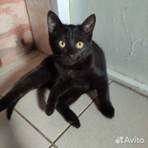 Кошка в дар