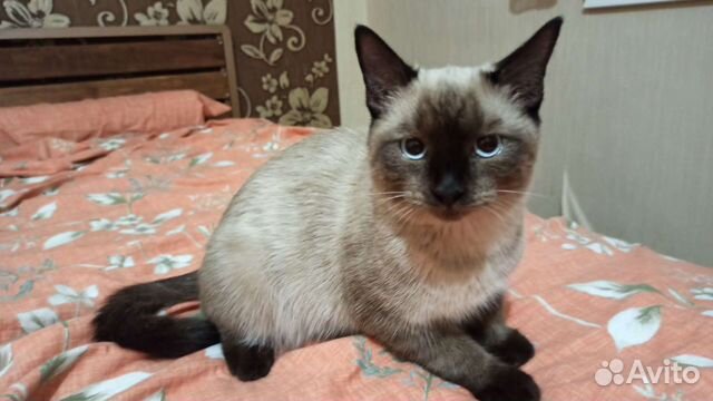 Тайский котёнок примерно 6 месяцев