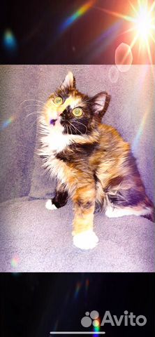 Трёхцветка котёнок девочка