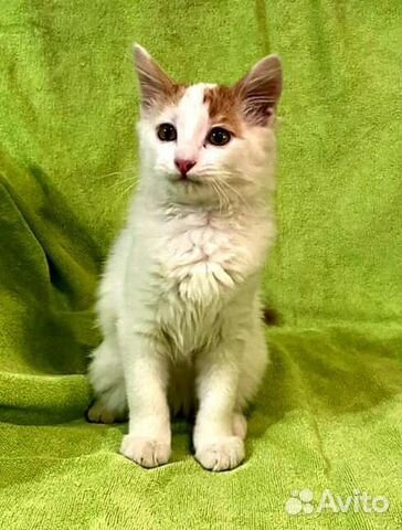 Котенок, брошенный в часовне монастыря