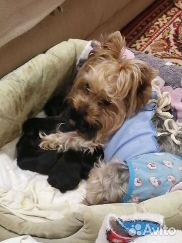 Йоркширский терьер