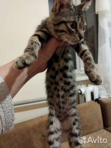 Котики бесплатно в добрые руки