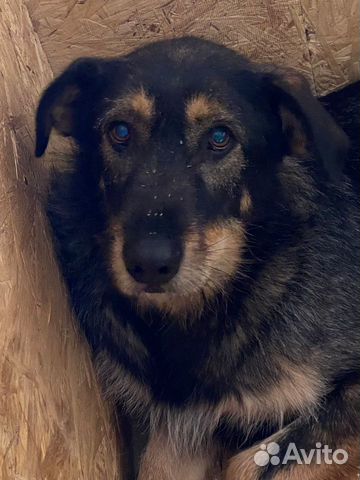 Терри ищет дом