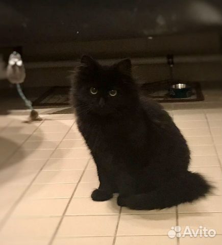 Малышка Чернушка