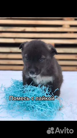 Щенки, помесь с лайкой, очень нужен дом