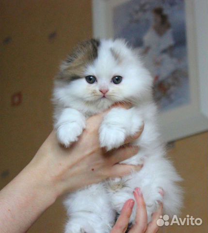 Шотланская вислоухая девочка