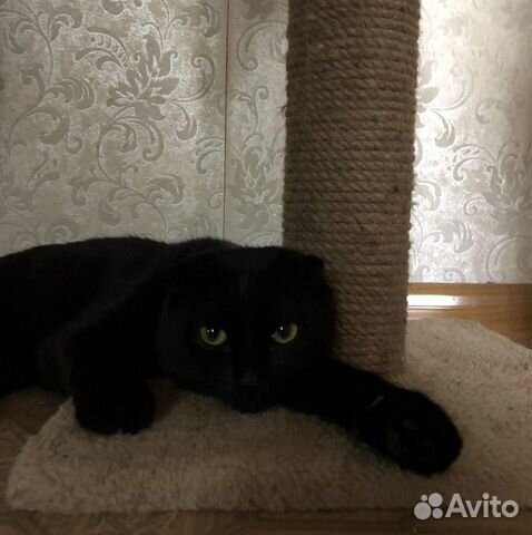 Шотландский кот вязка