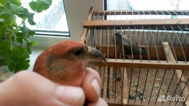 Клест сосновик