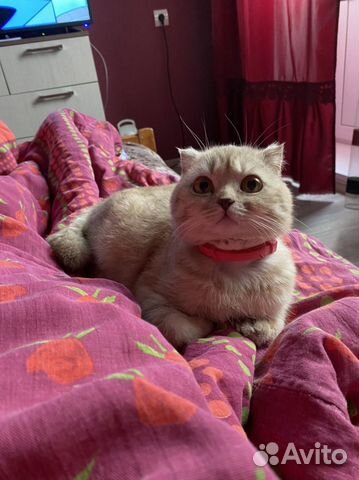 Шотландская