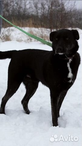 Красавчик Барт в добрые руки