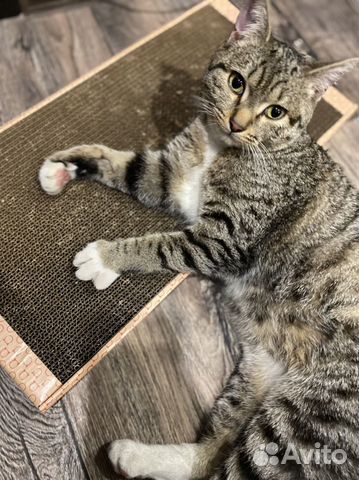 Кот ищет дом