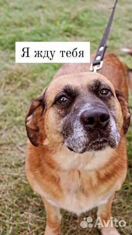 Прекрасный и молодой Чесс,отдам в хорошине руки