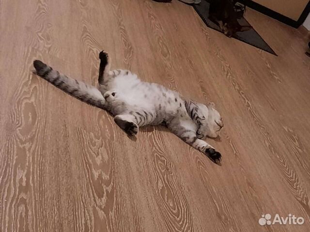 Шотландский кот вязка