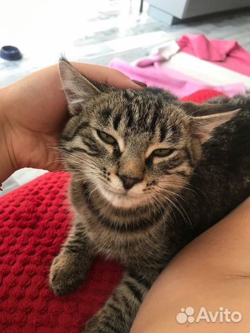 Самый ласковый котик