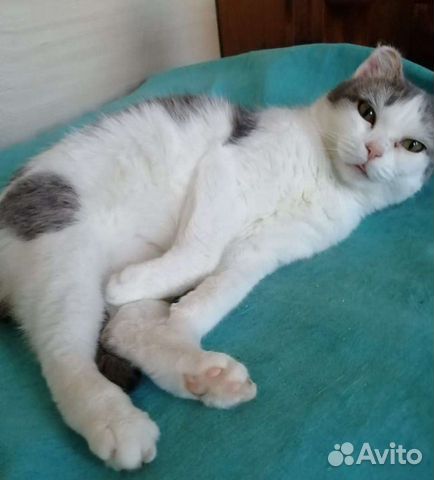 Кошка Мия отдам в добрые руки. Доставка