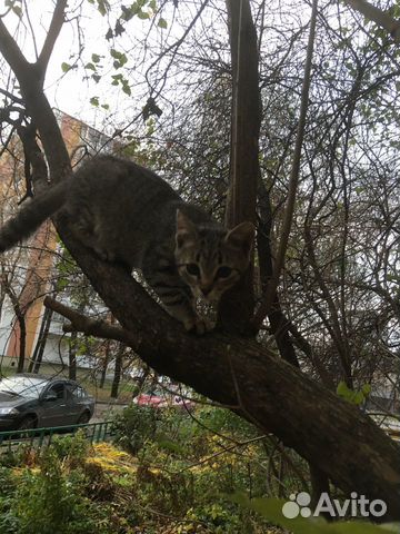 Котята в добрые руки москва