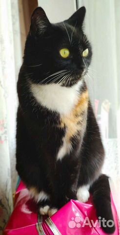 Второй кошкой - легко Полностью для этого подходит