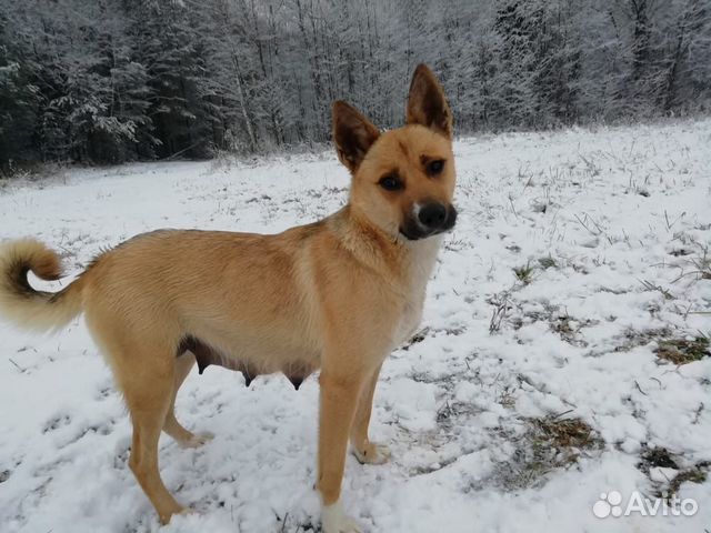 Рыженькая девочка ищет дом