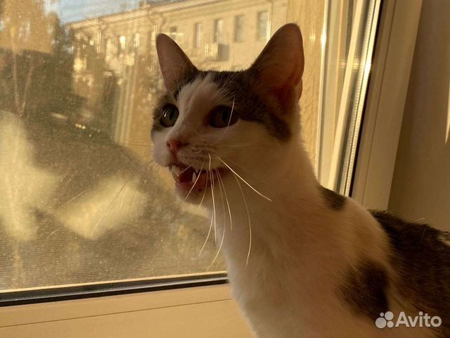 Изящная и ласковая кошка Зена